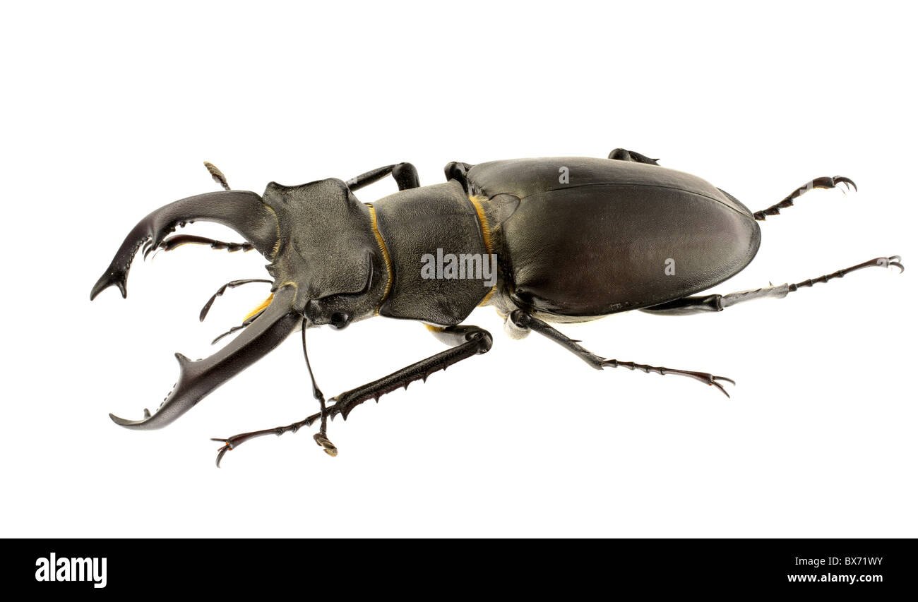 Stag beetle isolated on a white background Stock Photo - Alamy
