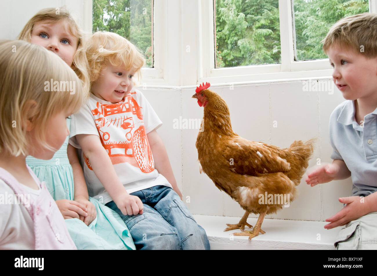Children playing with a chicken Stock Photo - Alamy