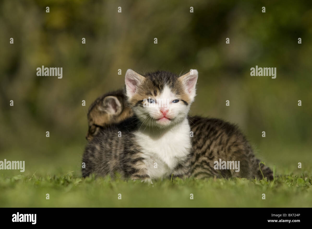 Katze, Kaetzchen miauend, lachend auf Wiese, Cat, kitten laughing ...