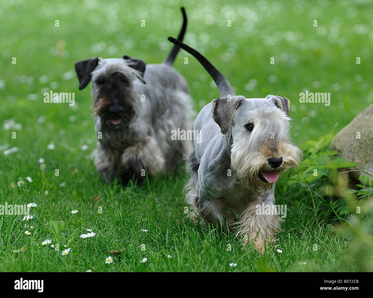 Cesky terrier hi-res stock photography and images - Alamy