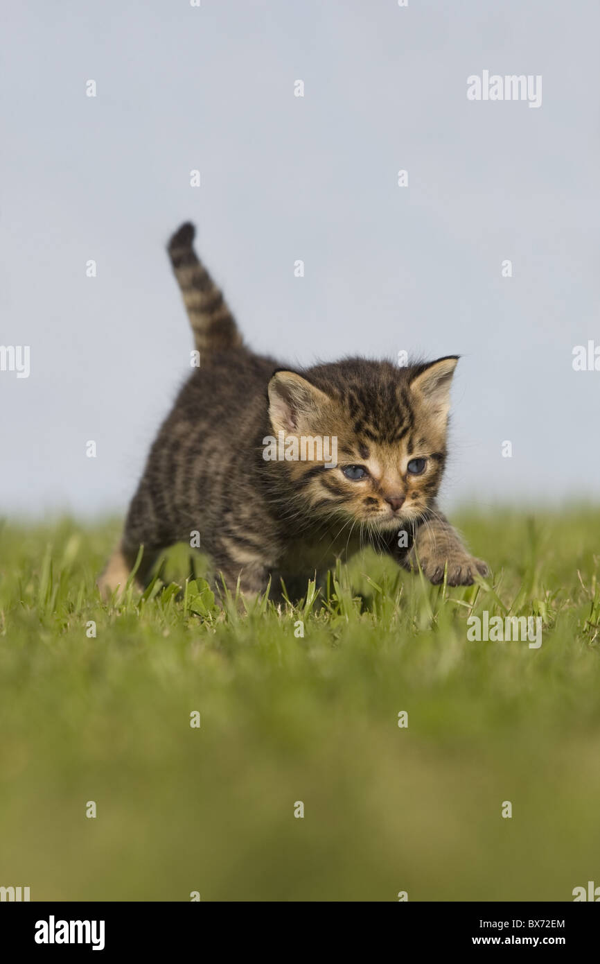 Laufend walking hi-res stock photography and images - Alamy