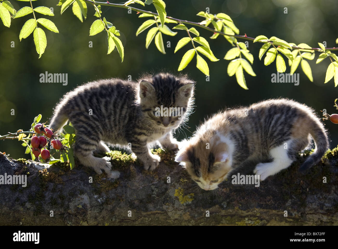 Back lighted rose hi-res stock photography and images - Alamy