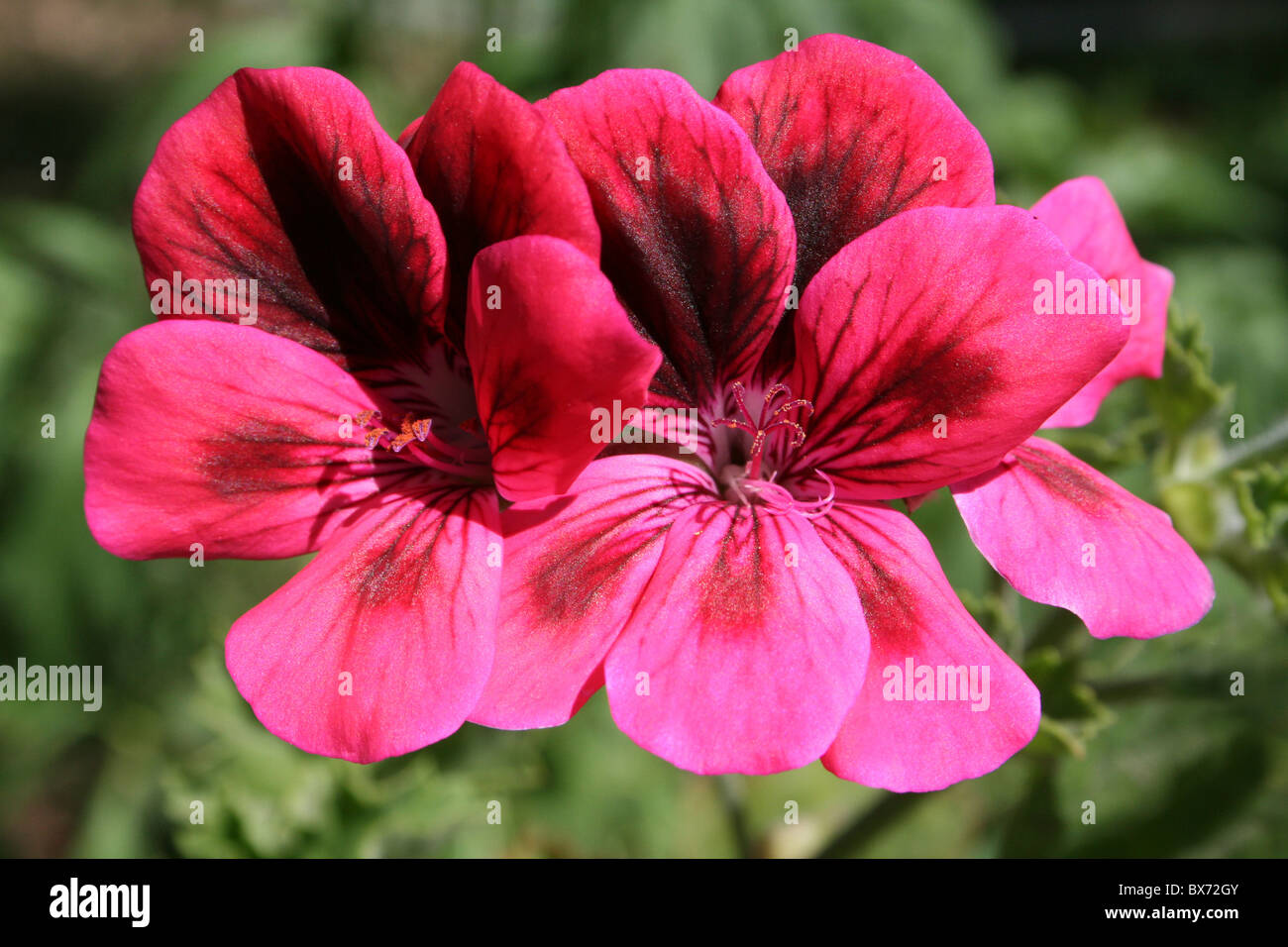 Ethiopian flowers hi-res stock photography and images - Alamy