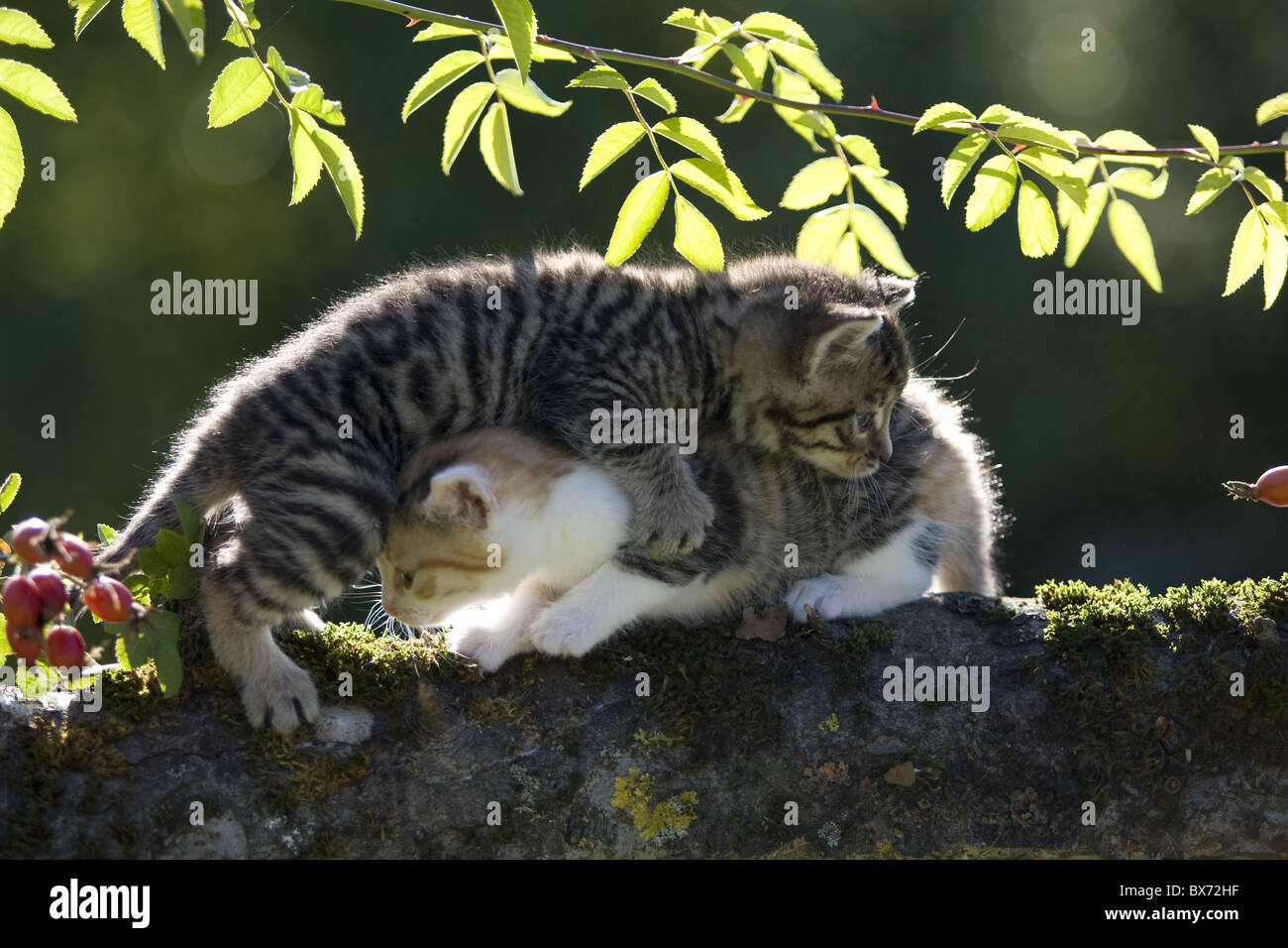 kitten on branch in the back-light Stock Photo - Alamy