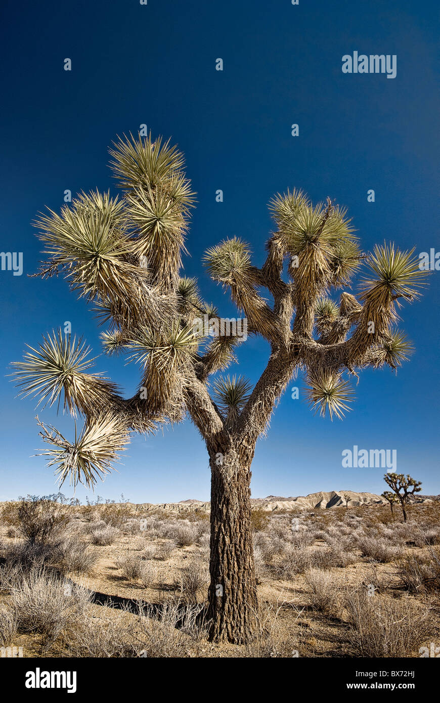 Joshua Tree at Rainbow Basin National Natural Landmark, Mud Hills near ...