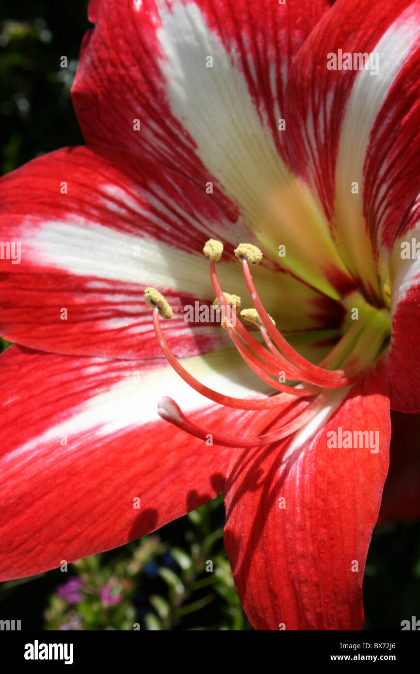 Amaryllis Minerva Flower Taken In Addis Ababa, Ethiopia Stock Photo - Alamy