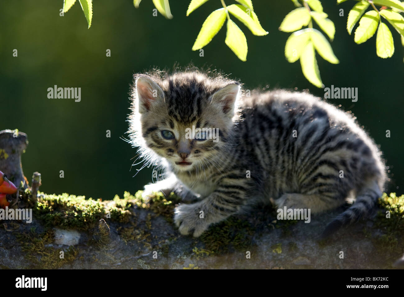 kitten on branch in the back-light Stock Photo - Alamy