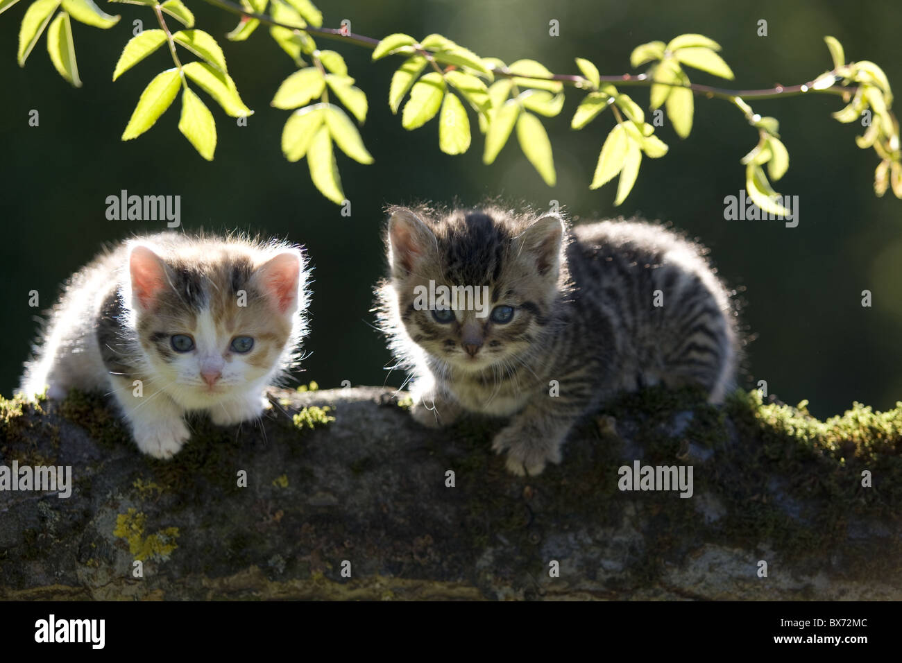 kitten on branch in the back-light Stock Photo - Alamy