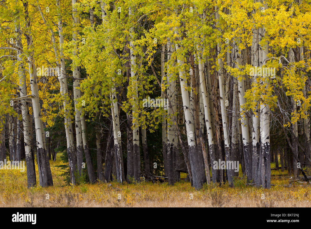Autumn aspens (populus tremuloides) in Banff National Park, Alberta ...