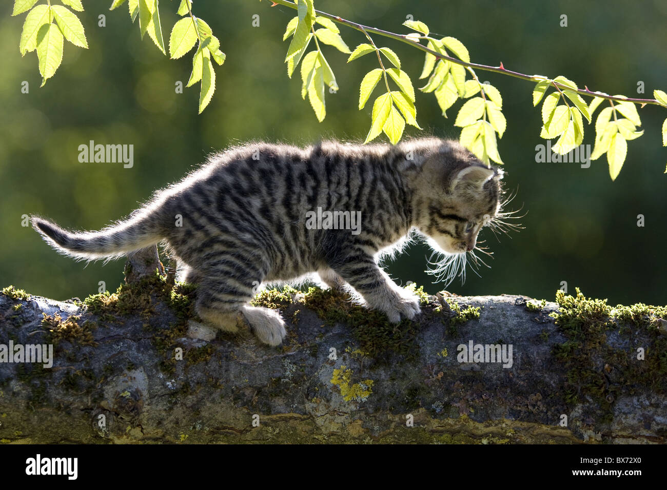 Kitty jung hi-res stock photography and images - Alamy