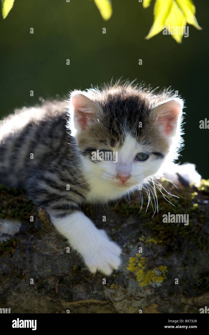Kitty jung hi-res stock photography and images - Alamy