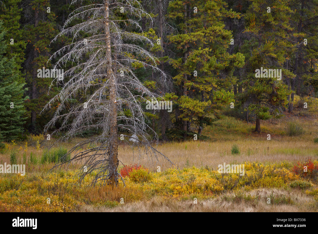 Dry pine in Canadian Rockies, Banff National Park, Alberta, Canada ...