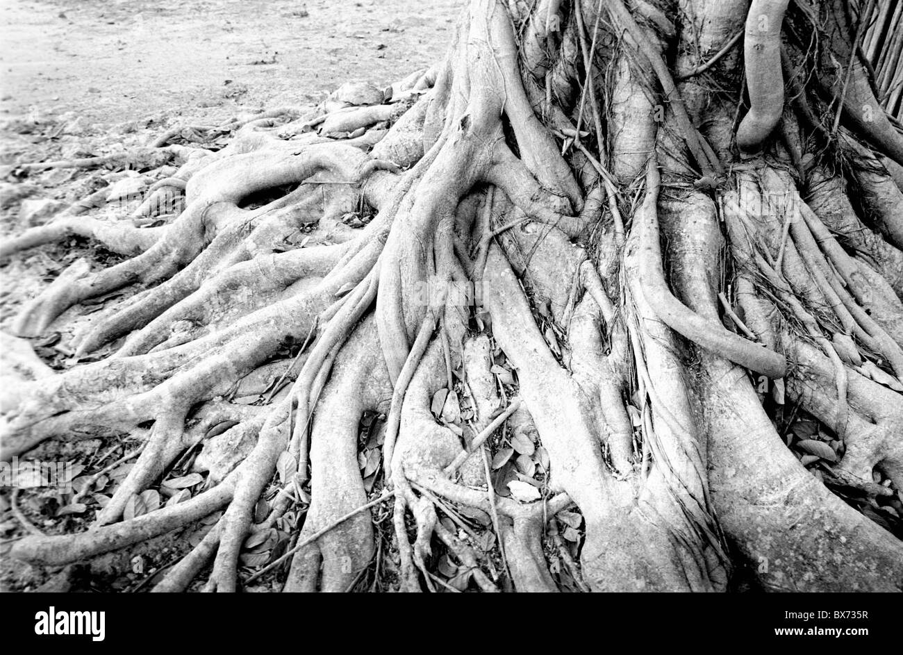 Deep roots of an old tree visible above ground Stock Photo - Alamy