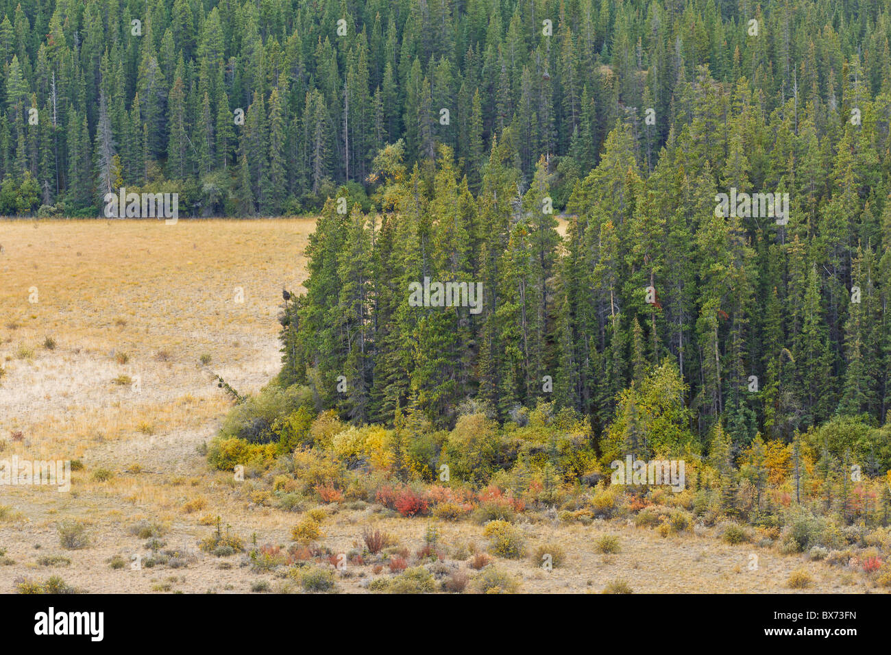 Saskatchewan crossing hi-res stock photography and images - Alamy
