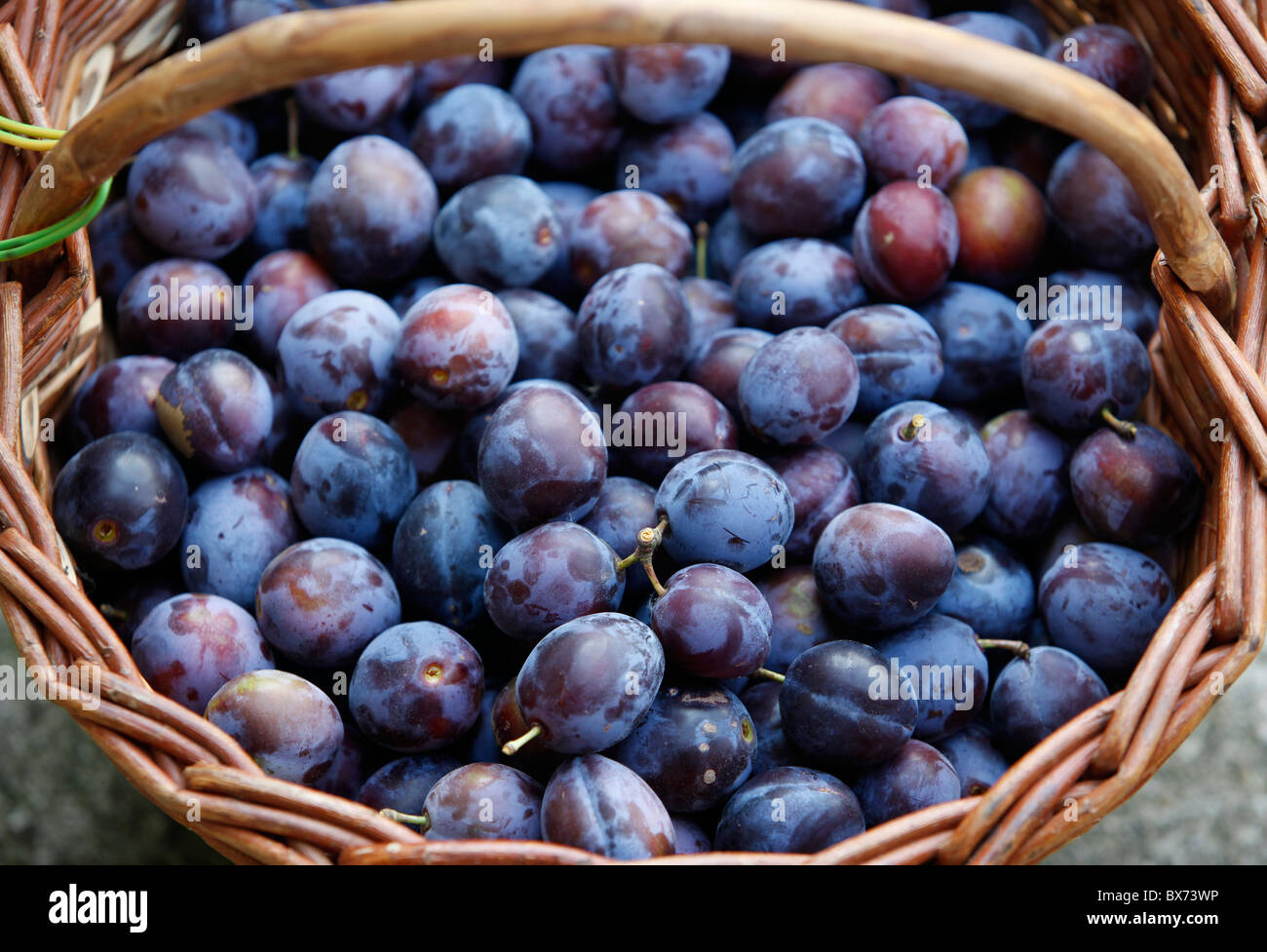 Freshly picked prunes, plums, harvest, digestive. (CTK Photo/Rene ...