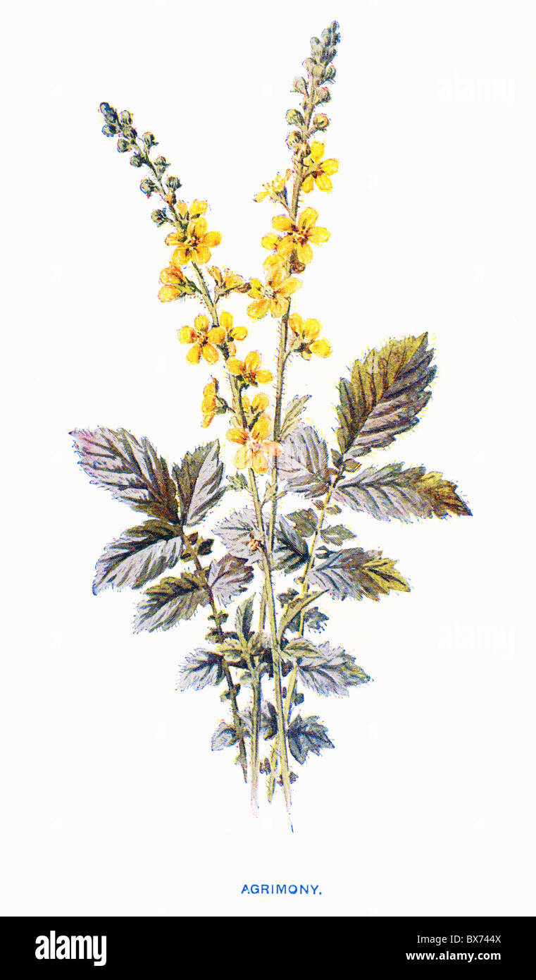 Agrimony (Agrimonia Eupatoria) from Familiar Wild Flowers by F. Edward ...