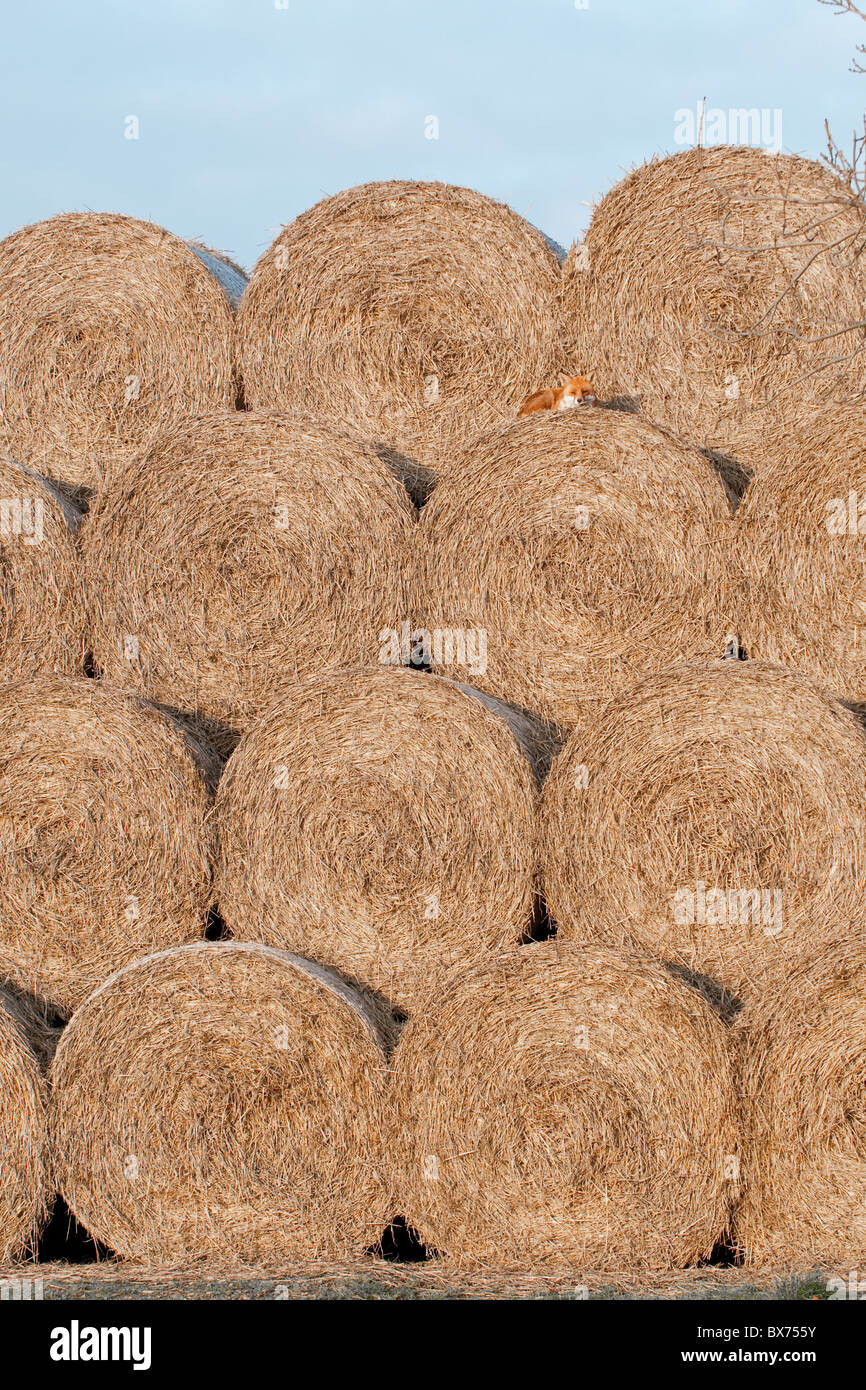 Straw fox hi-res stock photography and images - Alamy