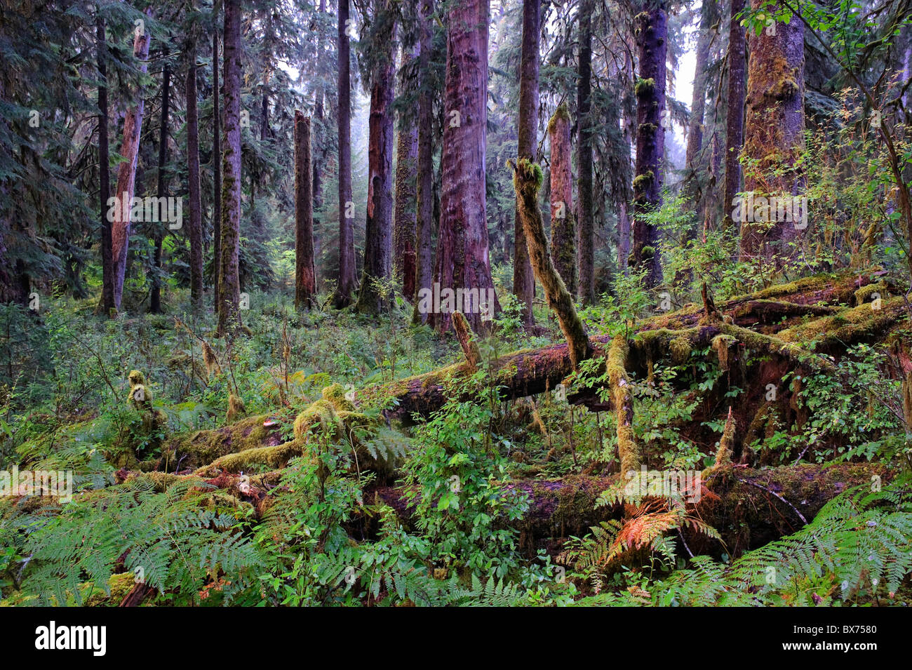 USA, Washington, Olympic National Park, Hoh Rainforest, Moss Covered ...