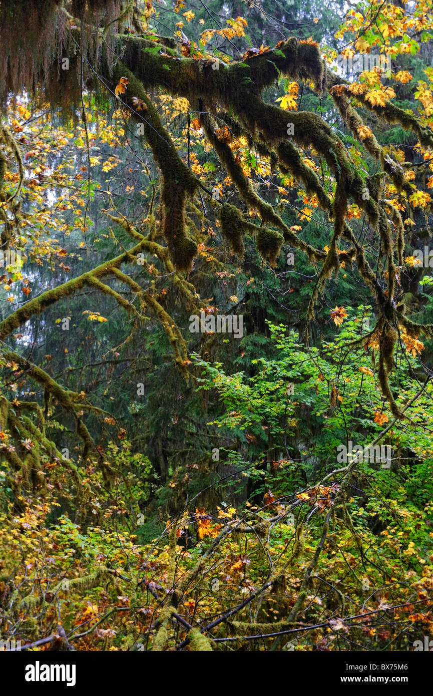 USA, Washington, Olympic National Park, Hoh Rainforest, Moss Covered ...