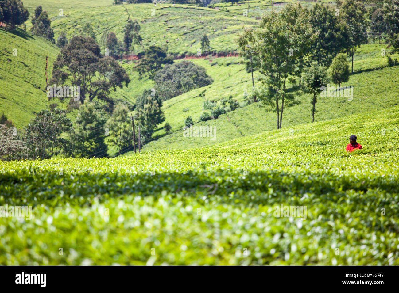 Kenya tea picking hi-res stock photography and images - Alamy