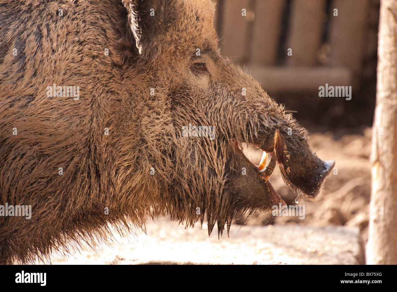 boar feeding in the forest Stock Photo - Alamy
