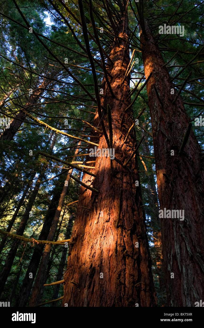 California redwood national park tree hi-res stock photography and ...