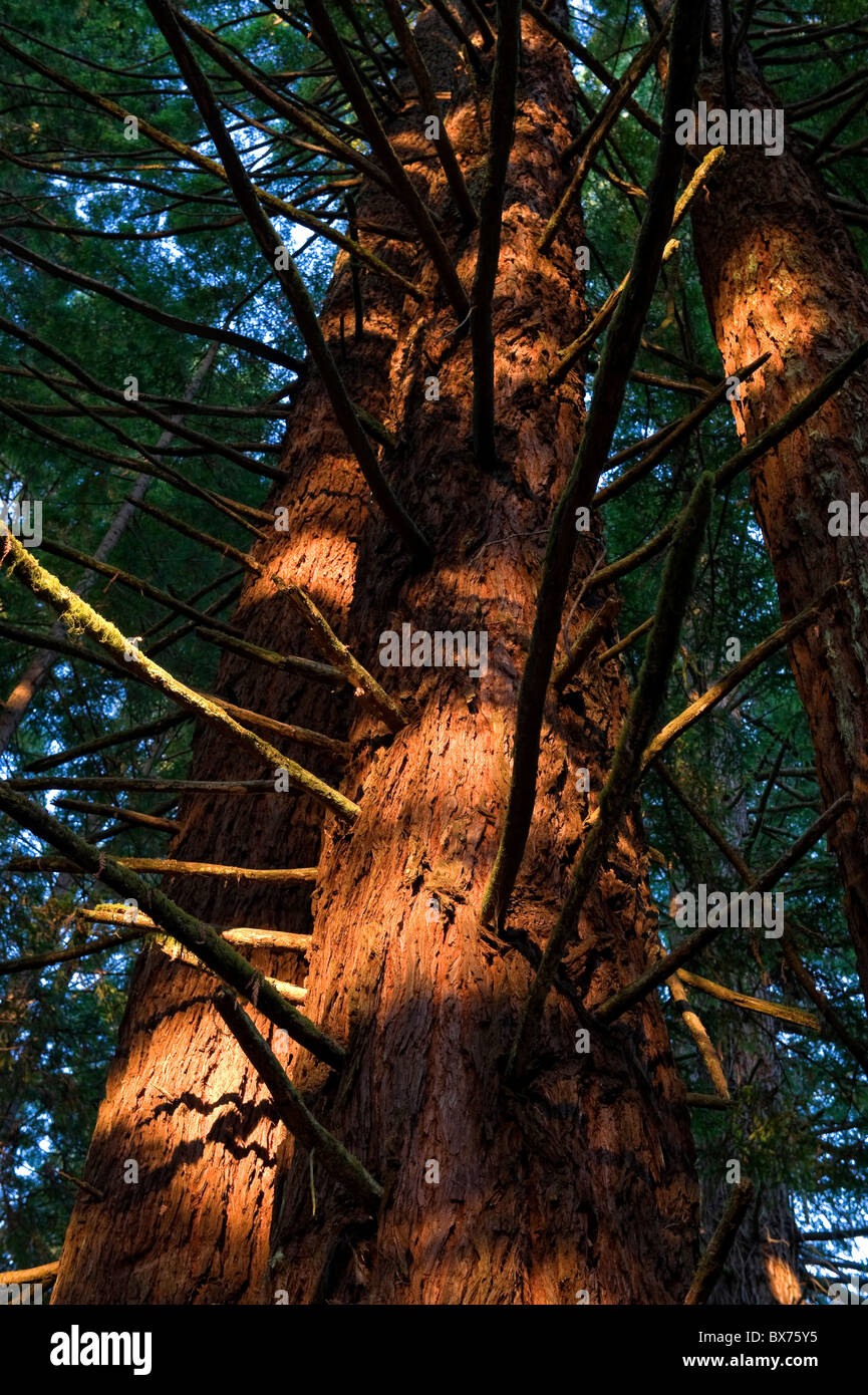 Usa, California, Redwood National Park, Redwood Tree Forest Stock Photo ...