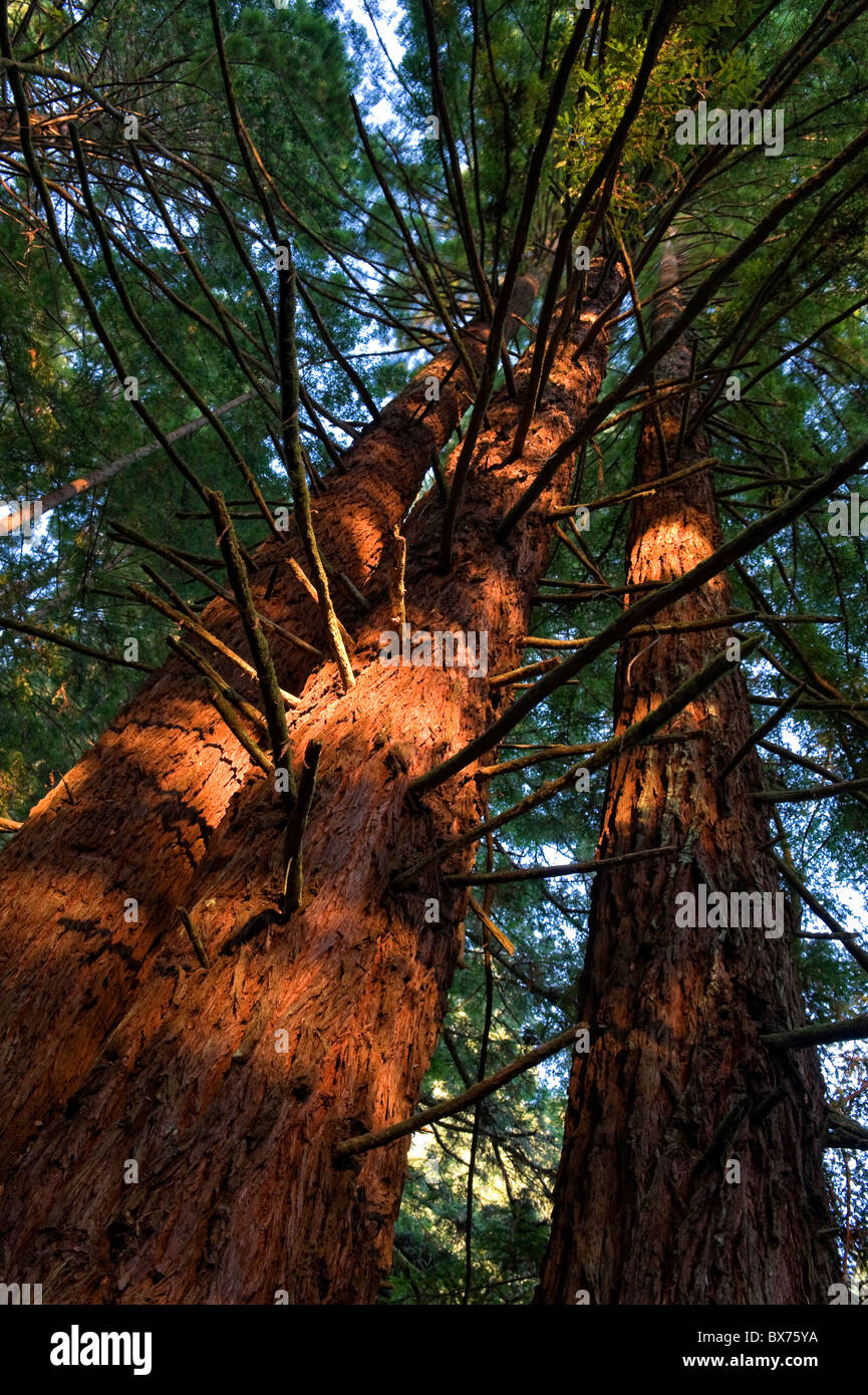 Redwood national park tree hi-res stock photography and images - Alamy
