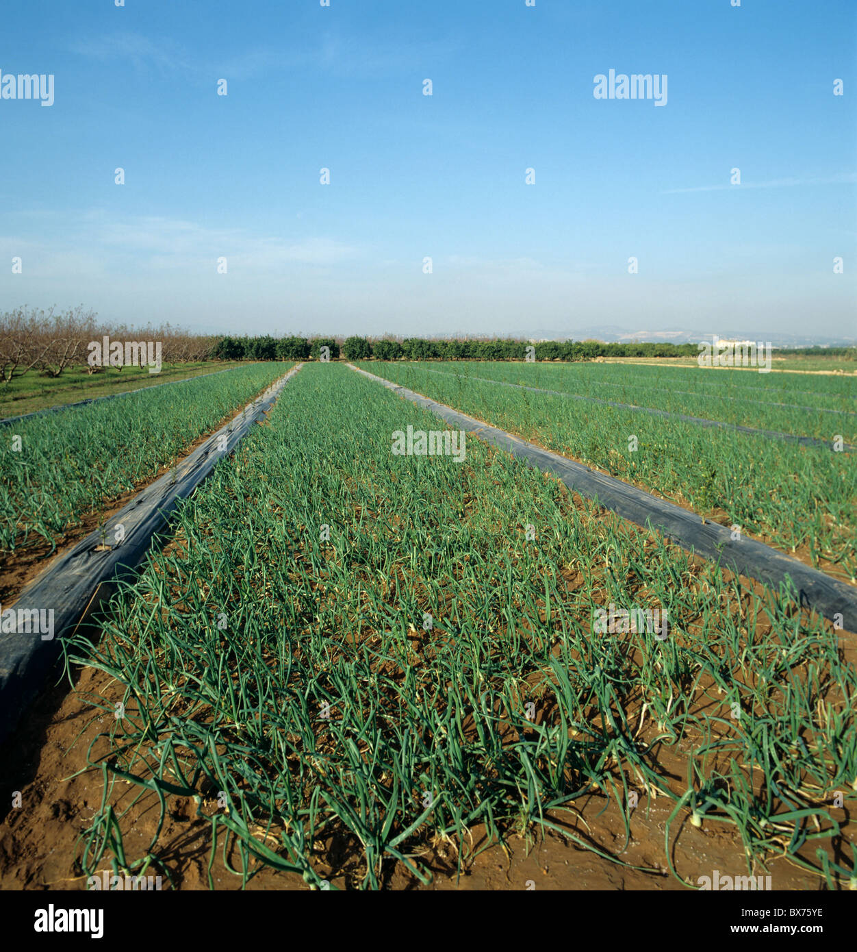 Onion Crops
