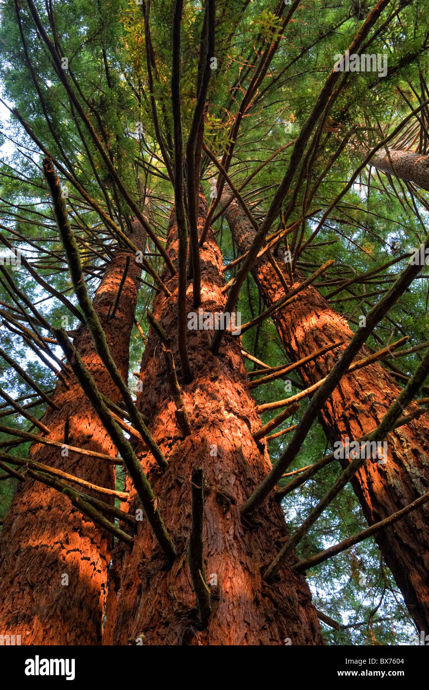 Usa, California, Redwood National Park, Redwood Tree Forest Stock Photo ...