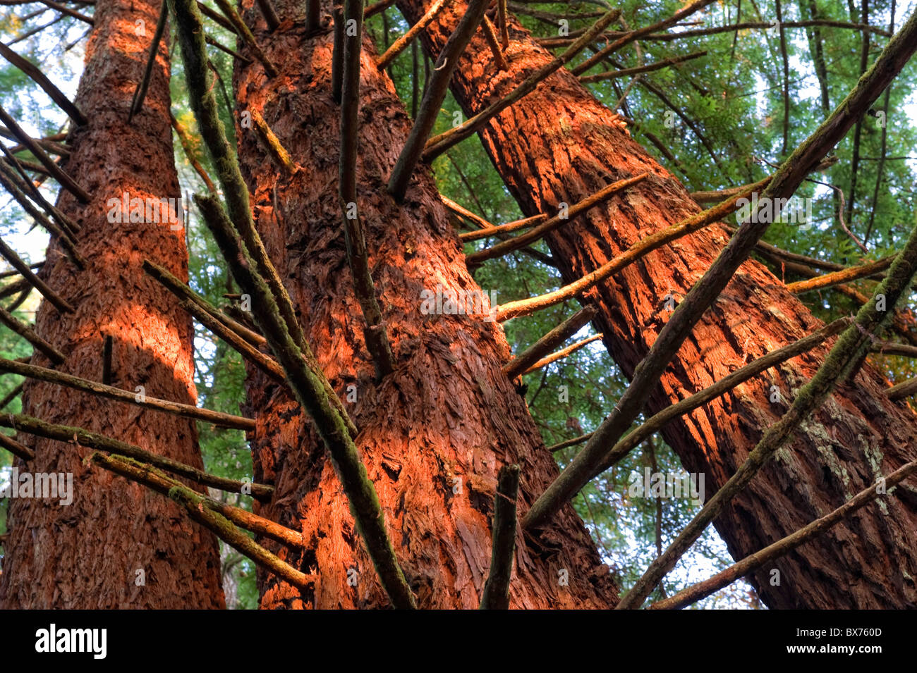 Usa, California, Redwood National Park, Redwood Tree Forest Stock Photo ...