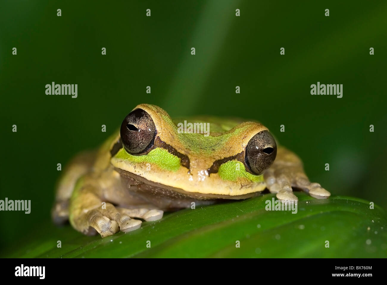 Masked tree frog, "Smilisca phaeota" frog costa rica Stock Photo - Alamy