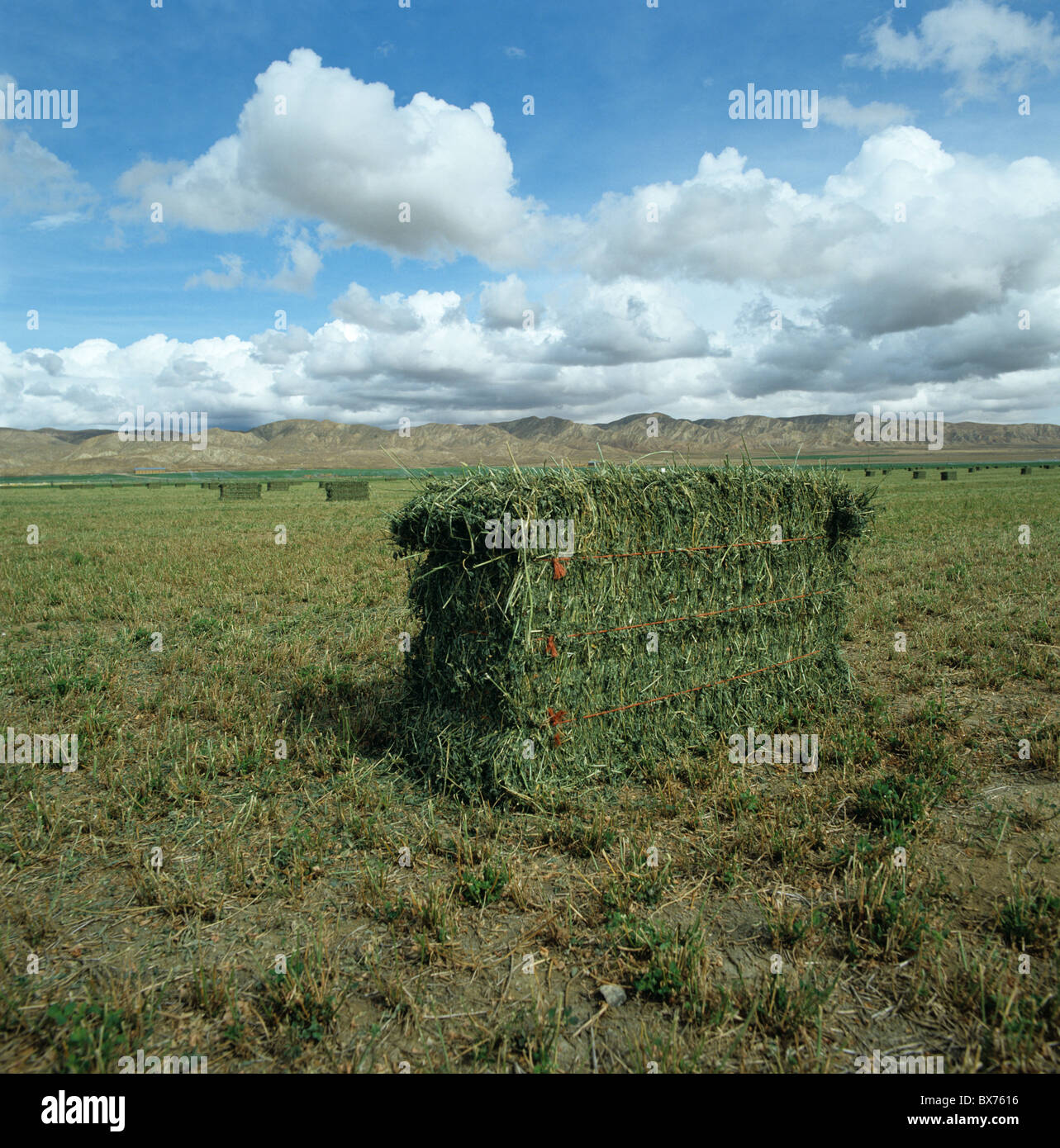 Recently cut alfalfa field with standing individual square bales ...