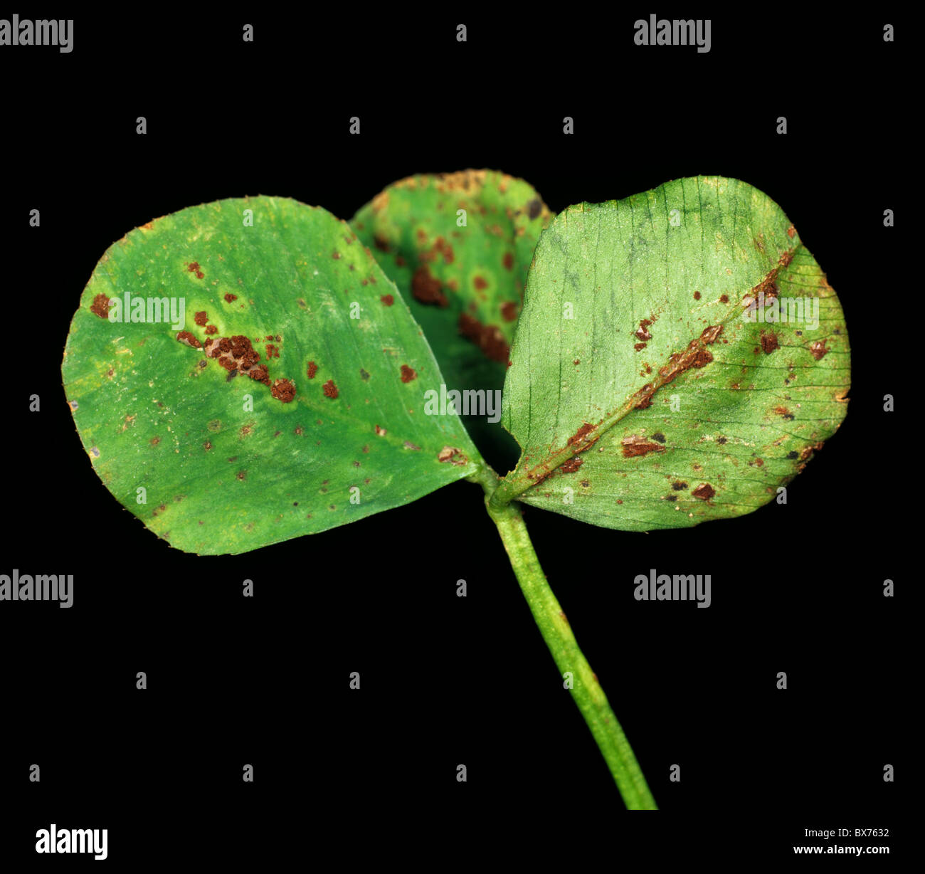 Clover rust (Uromyces nerviphilus) pustules on the underside of white ...