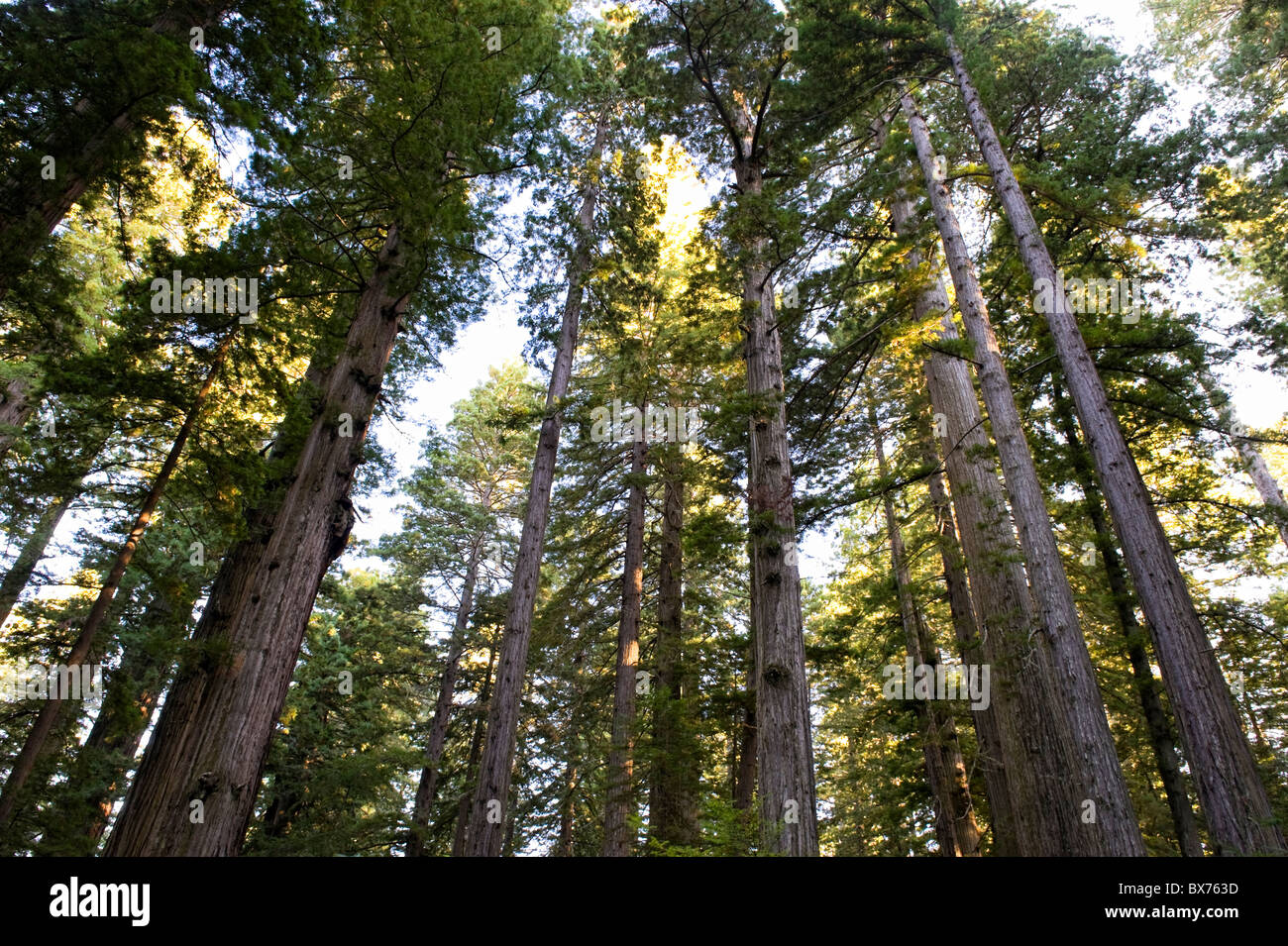 Redwood tree hi-res stock photography and images - Alamy