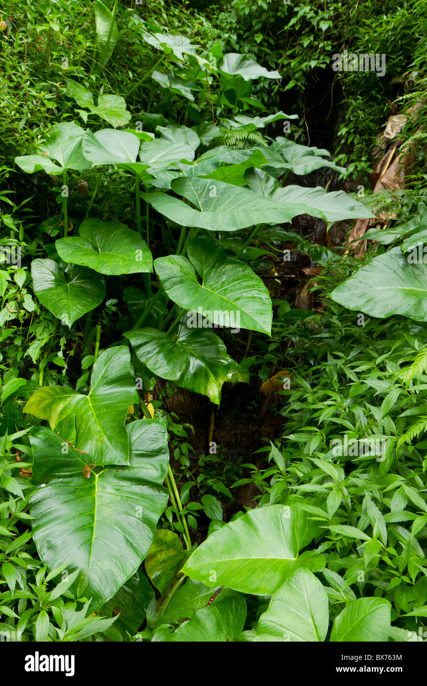 yam plant in tropical rain forest Stock Photo - Alamy