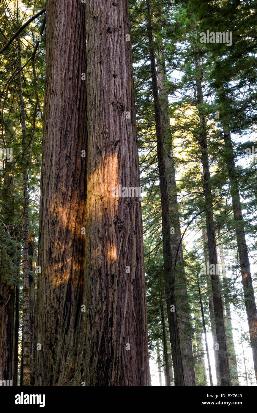 Usa, California, Redwood National Park, Redwood Tree Forest Stock Photo ...