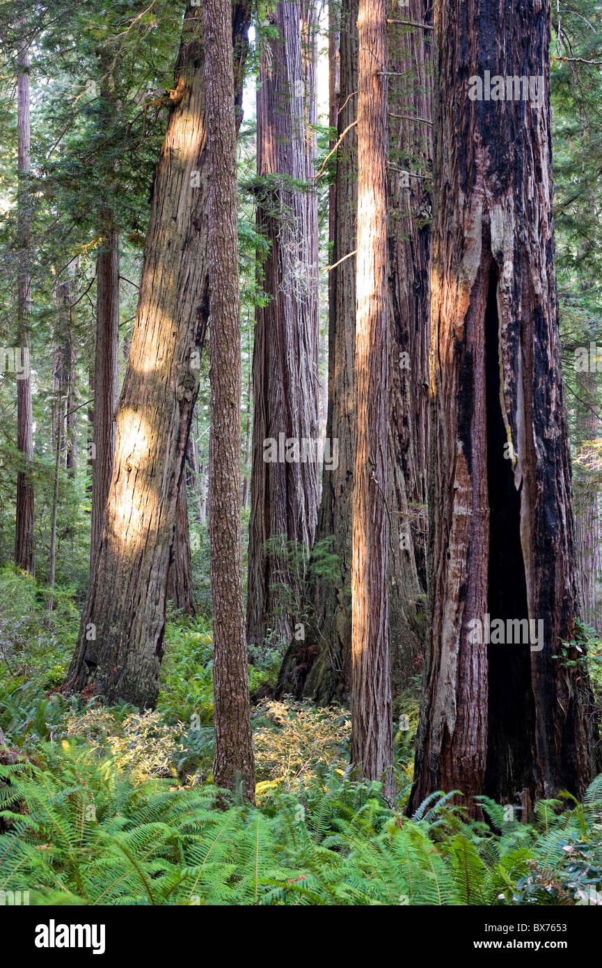 Usa, California, Redwood National Park, Redwood Tree Forest Stock Photo ...