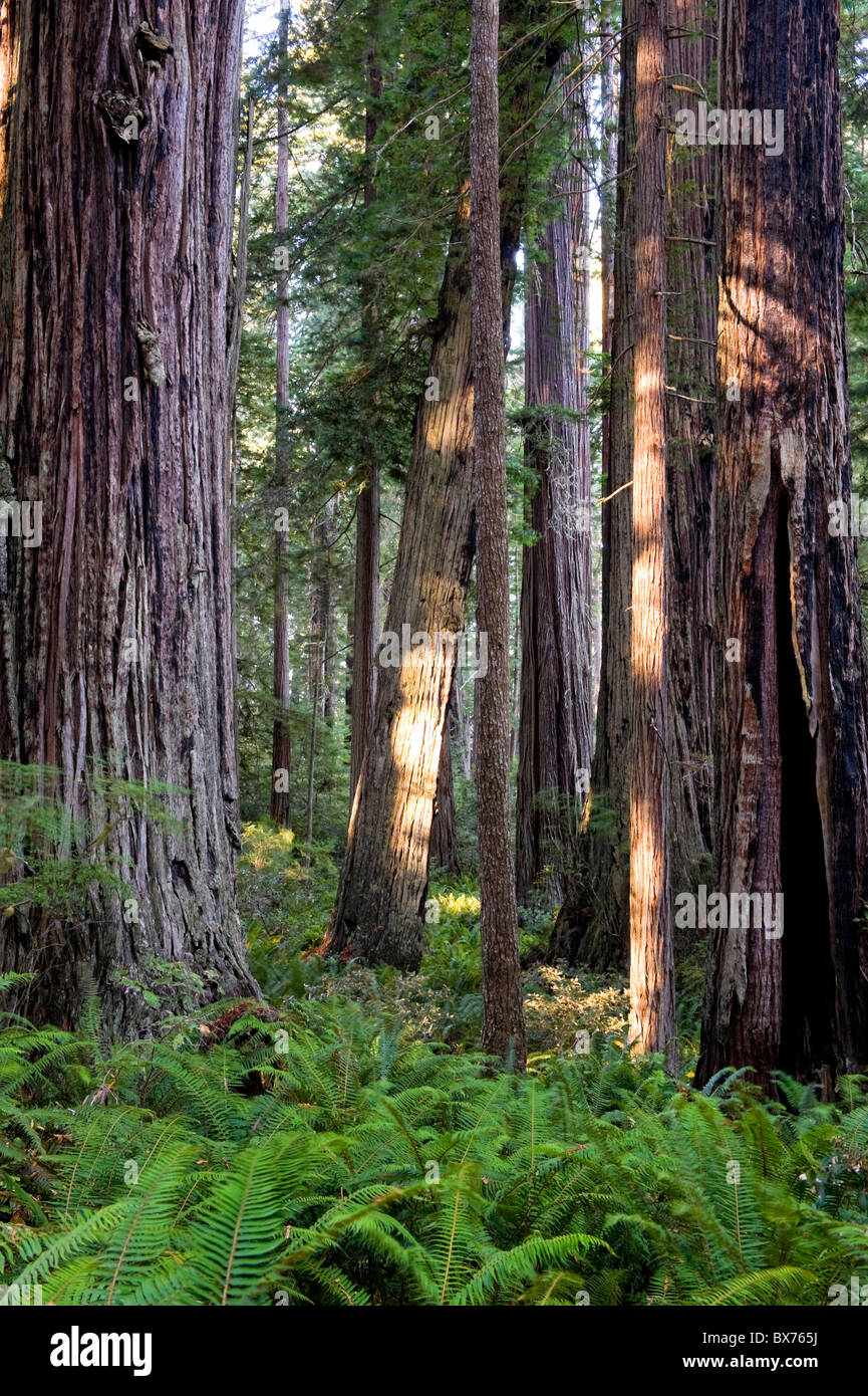 Usa, California, Redwood National Park, Redwood Tree Forest Stock Photo ...
