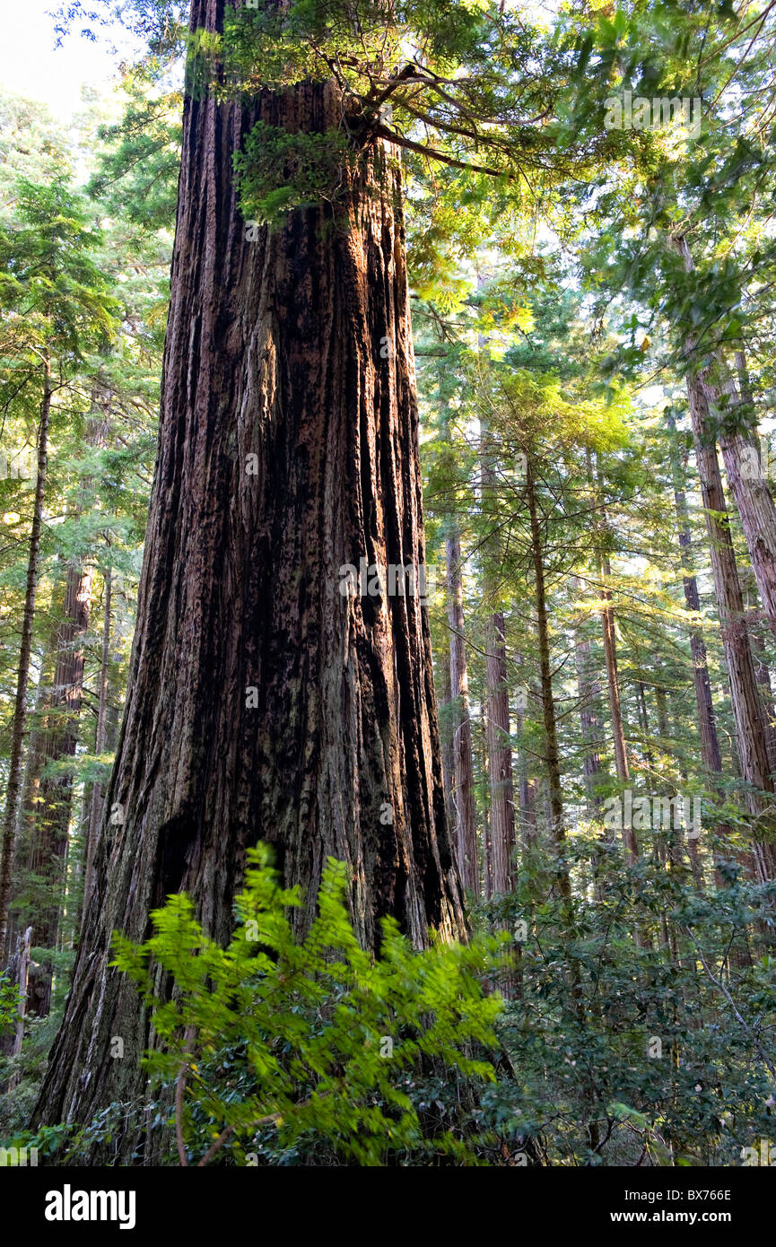 Usa, California, Redwood National Park, Redwood Tree Forest Stock Photo ...