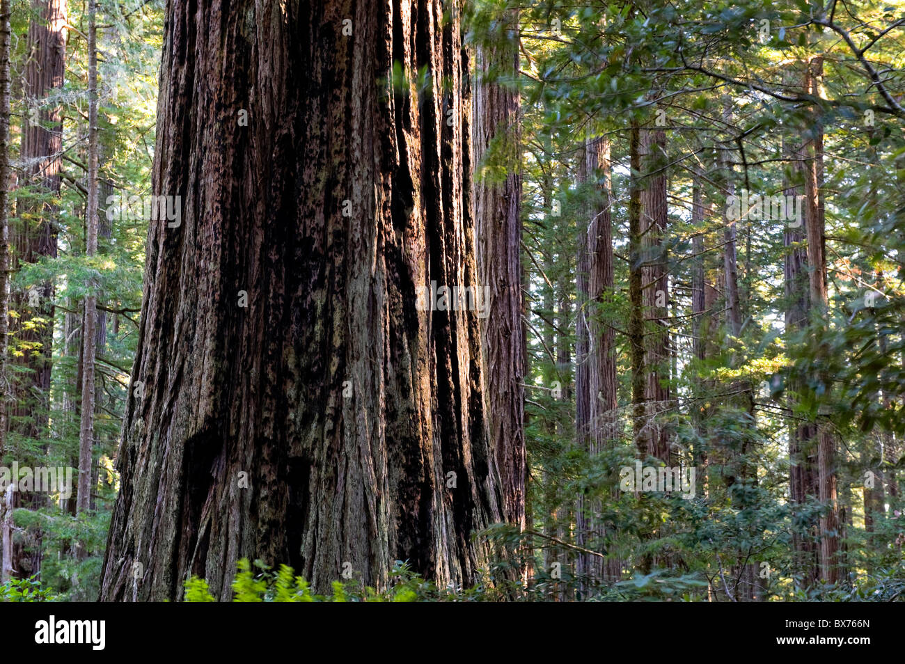 Usa, California, Redwood National Park, Redwood Tree Forest Stock Photo ...