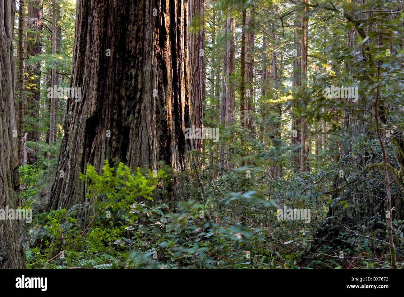 Usa, California, Redwood National Park, Redwood Tree Forest Stock Photo ...