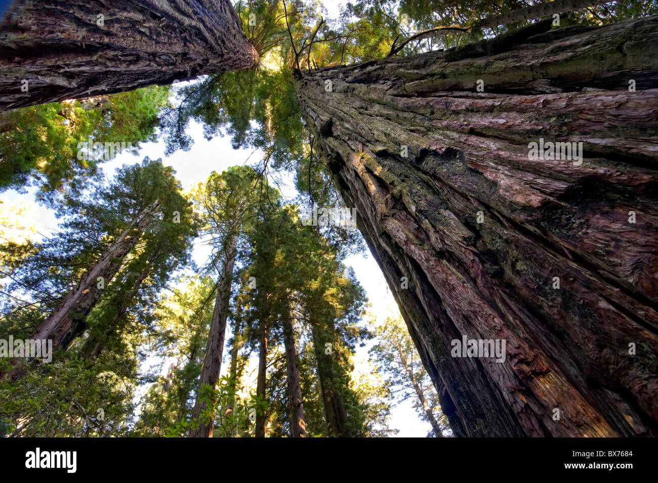 Usa, California, Redwood National Park, Redwood Tree Forest Stock Photo ...
