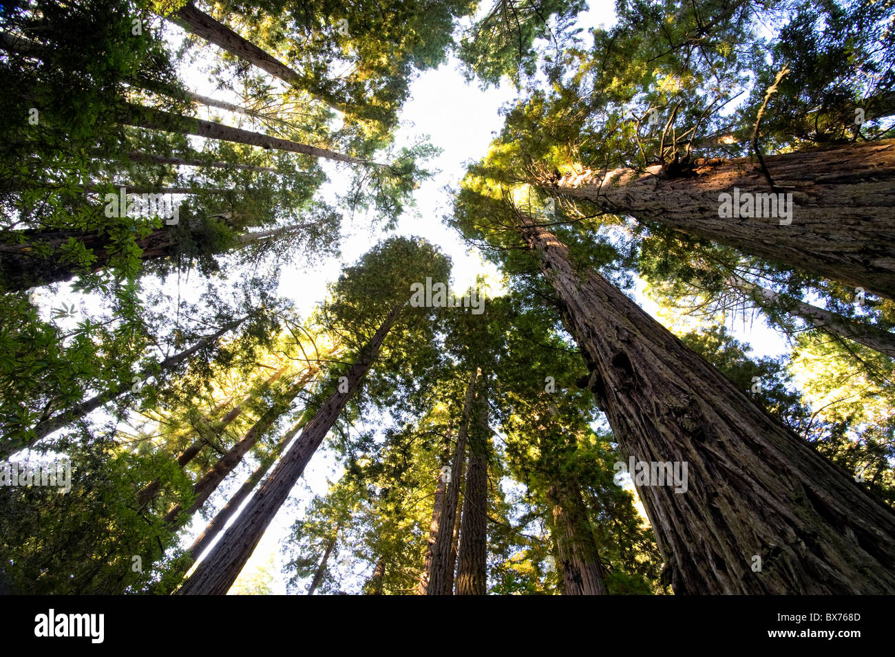 Redwood forest national park hi-res stock photography and images - Alamy