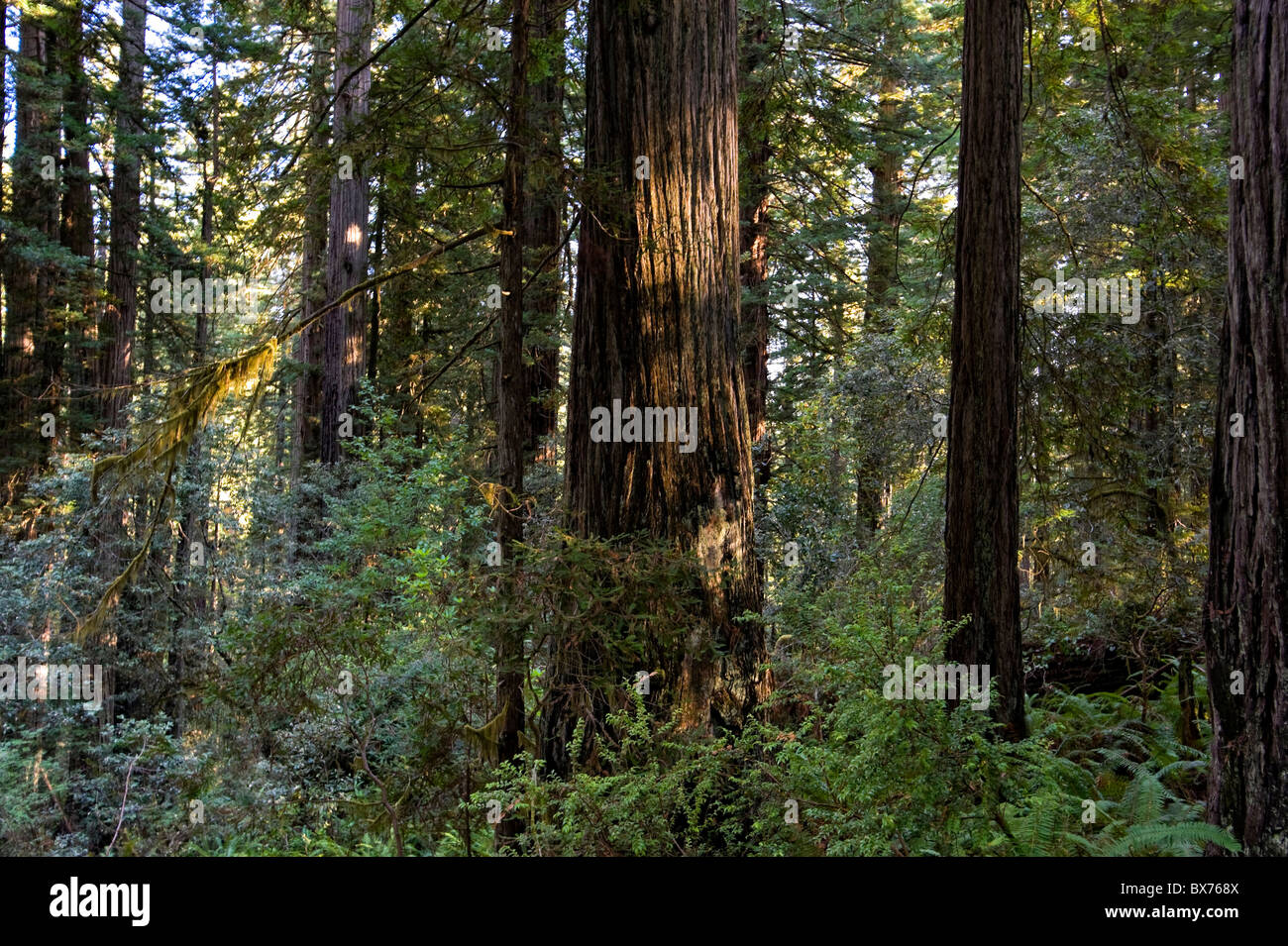 Usa, California, Redwood National Park, Redwood Tree Forest Stock Photo ...