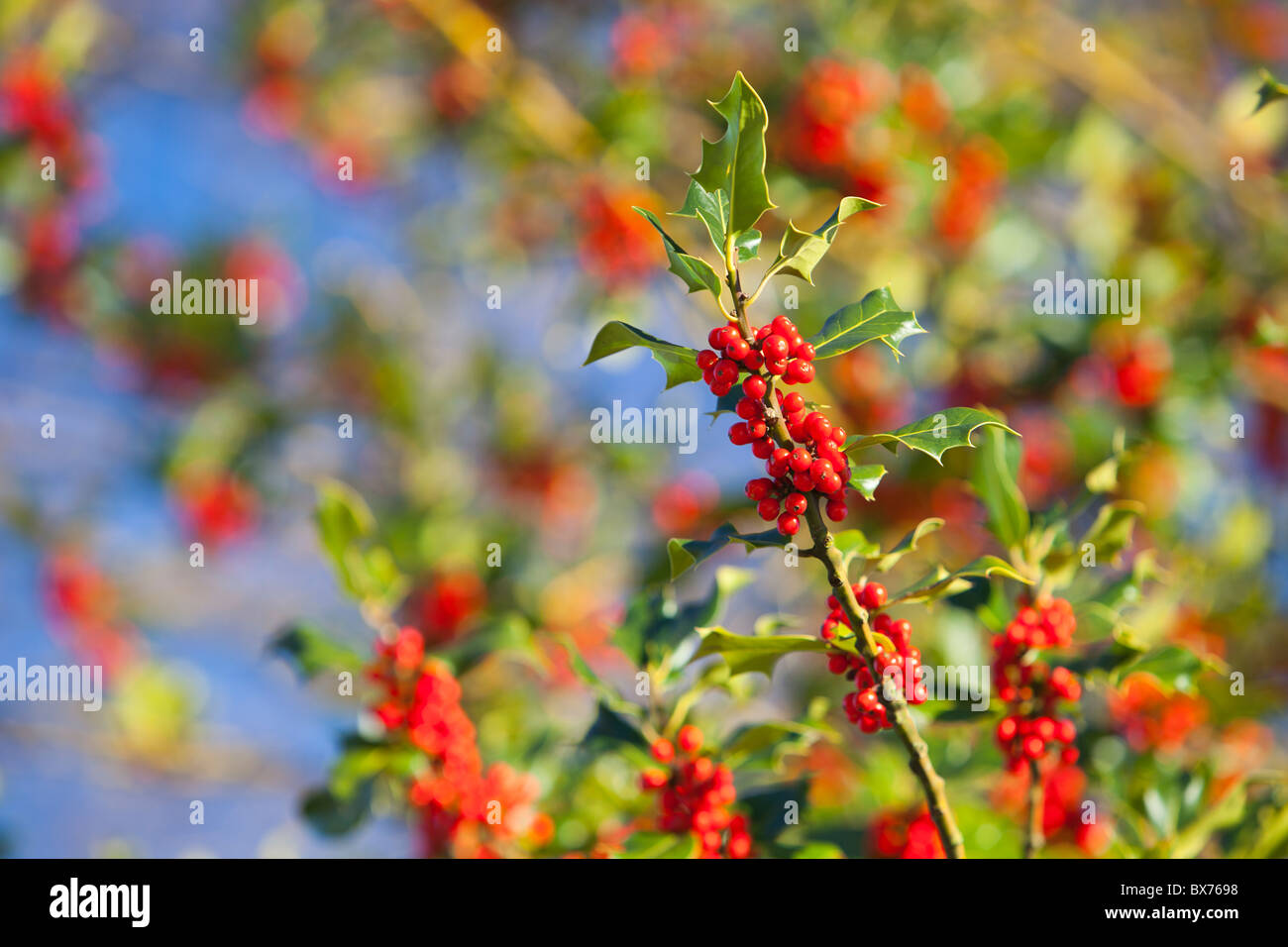 Holly berry seed hi-res stock photography and images - Alamy