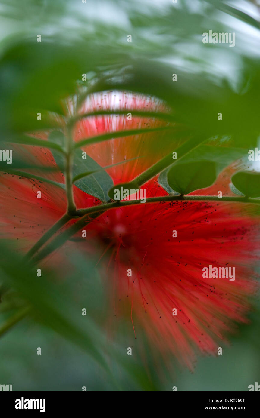 Calliandra haematocephala - Red Powder Puff flower Stock Photo - Alamy