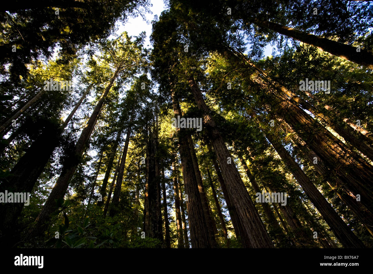 Usa, California, Redwood National Park, Redwood Tree Forest Stock Photo ...