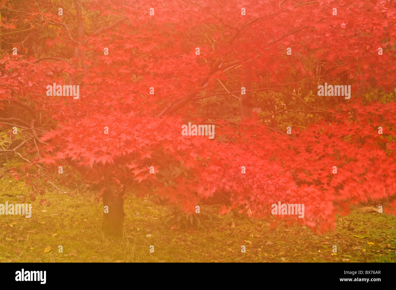 Misty red maple tree Stock Photo - Alamy