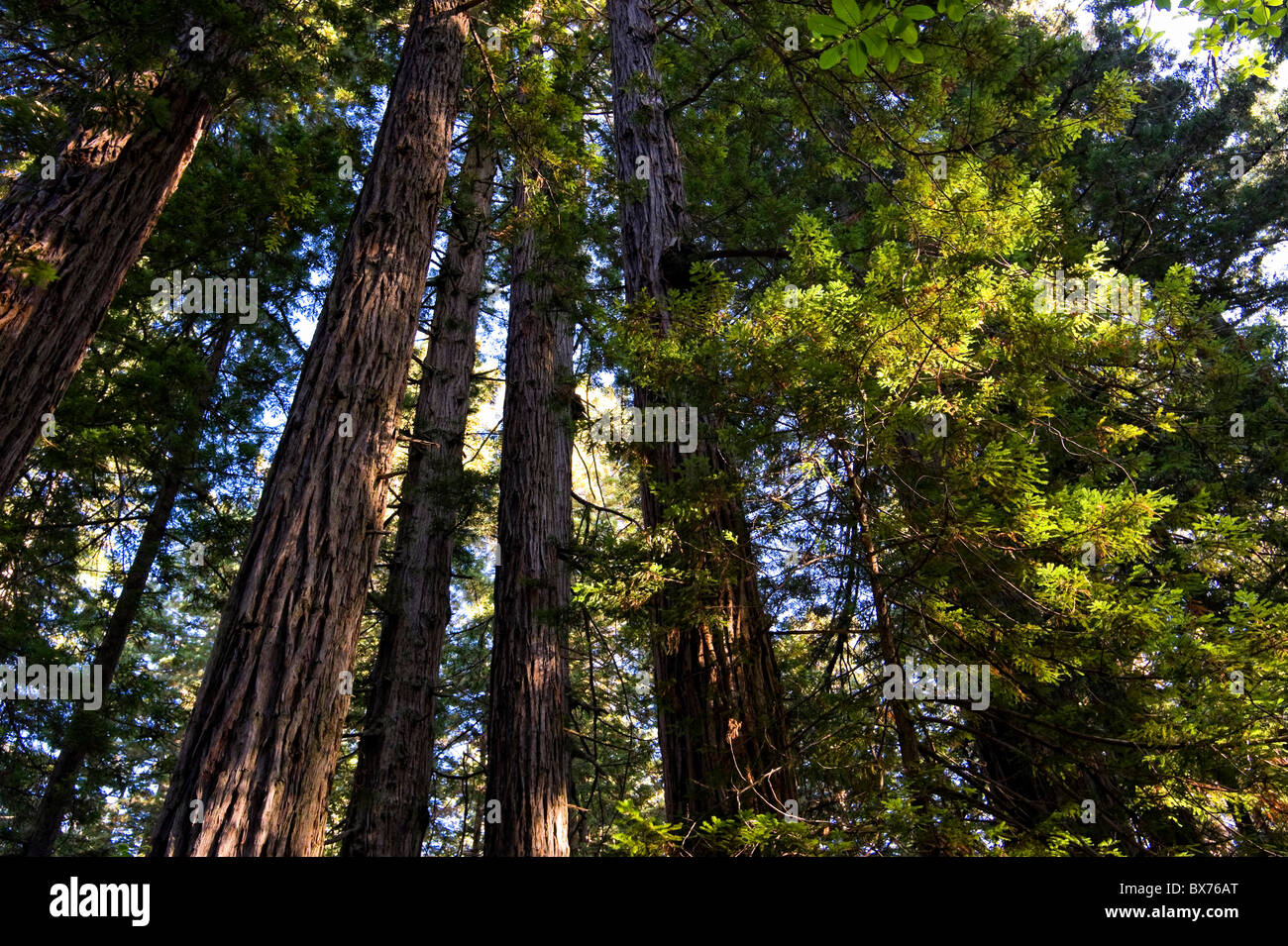 Usa, California, Redwood National Park, Redwood Tree Forest Stock Photo ...